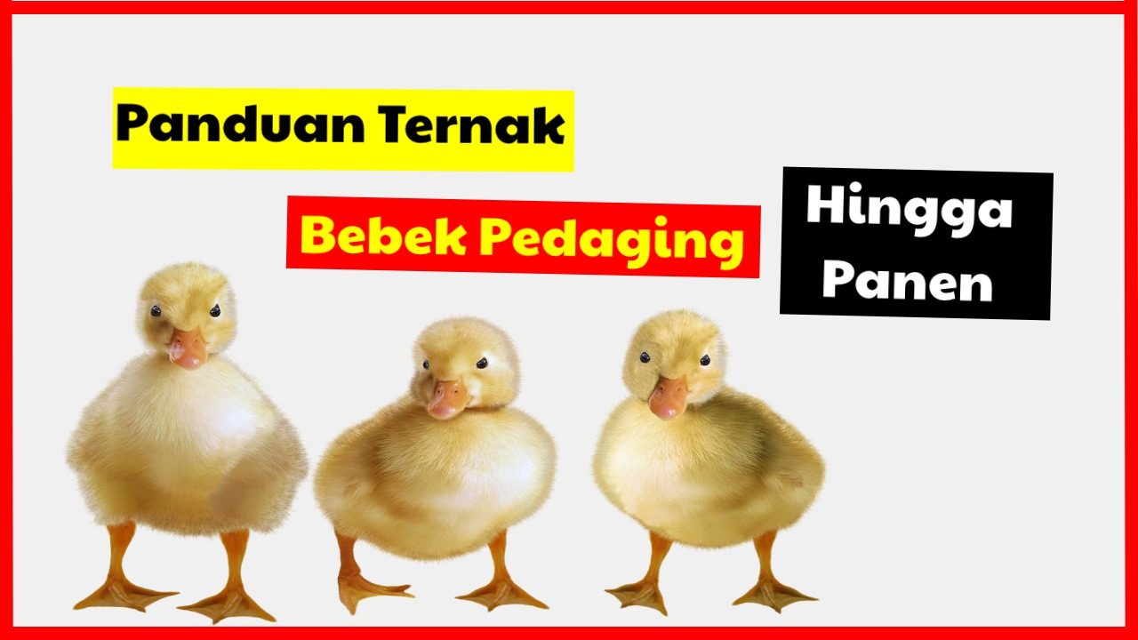 Panduan Cara Beternak Bebek Pedaging Hingga Panen Untuk Pemula