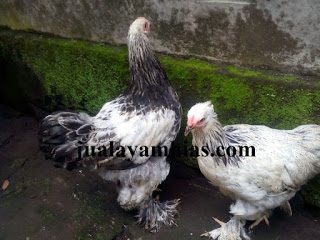 Galeri Foto Ayam Brahma Terbaru : Ayam yang Mempunyai Badan Besar