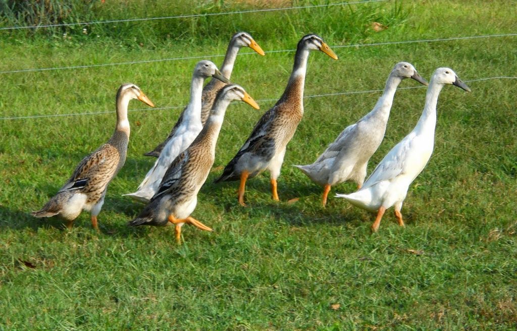 Kenali 9 Jenis Bebek Petelur yang Potensial untuk Dibudidayakan