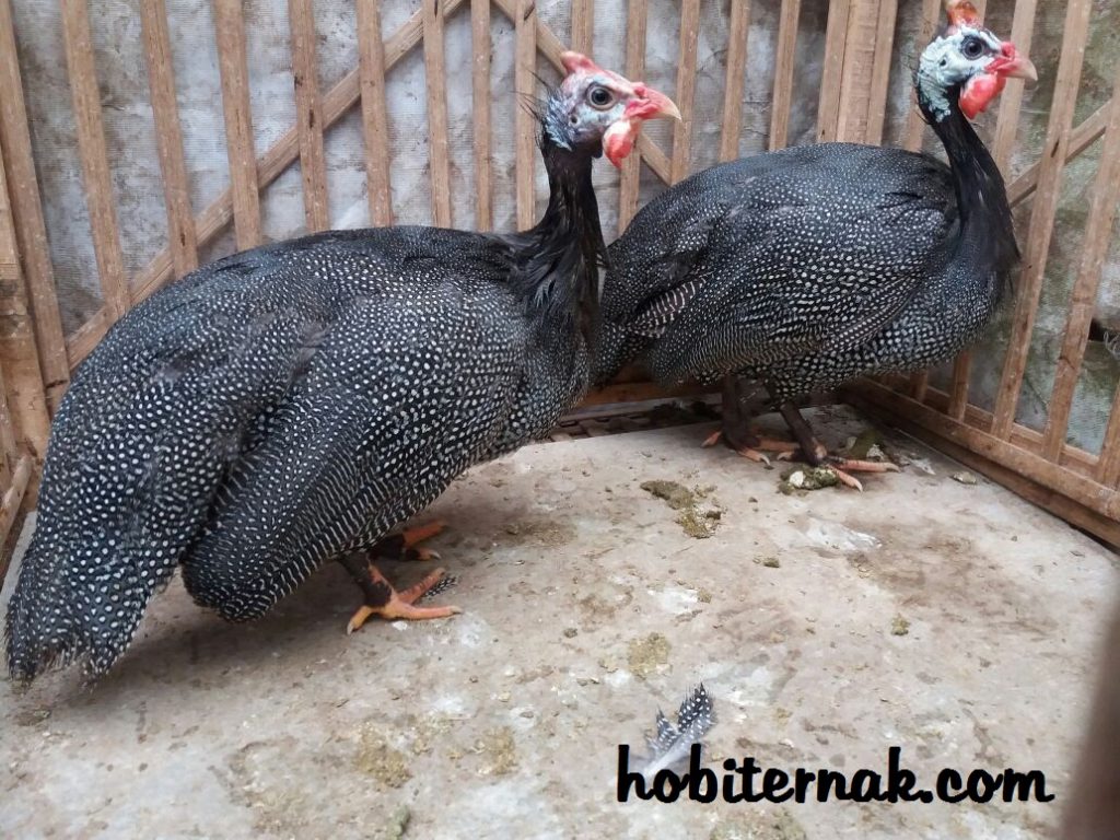 Makanan Ayam Mutiara Berkualitas,Tepat Berdasarkan Usia