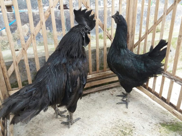 Cemani Farms : What Should You Know About Ayam Cemani Before Doing ...