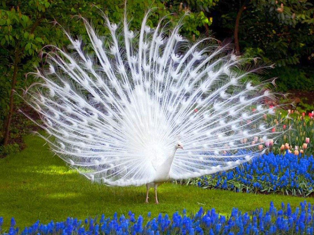 5 White Peacock Facts You Need To Know As a Peacock Lovers!