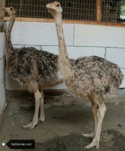 Fakta-fakta Menarik Mengenai Burung Unta (Onta)