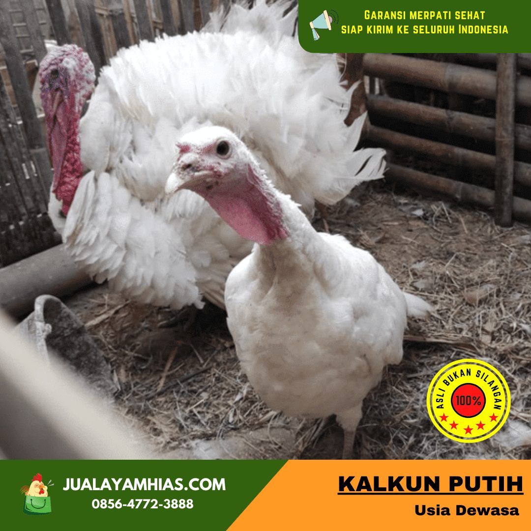 Perbedaan Ayam Kalkun Jantan Dan Ayam Kalkun Betina - HOBI TERNAK
