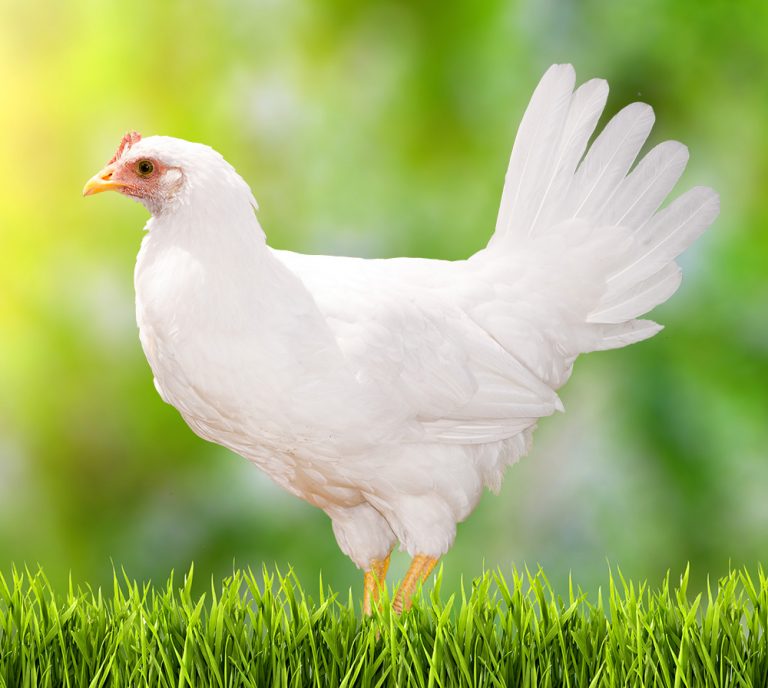 Top 10 Most Popular Chicken Breeds For Beginners