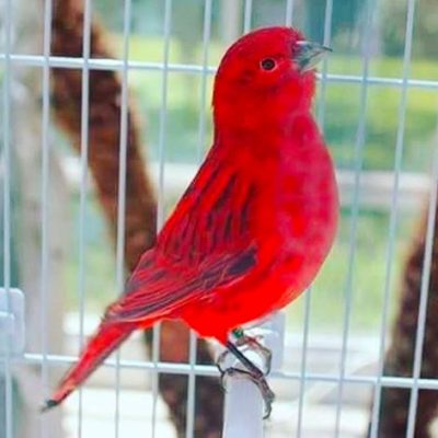 7 Macam Penyakit yang Sering Menyerang Burung Kenari