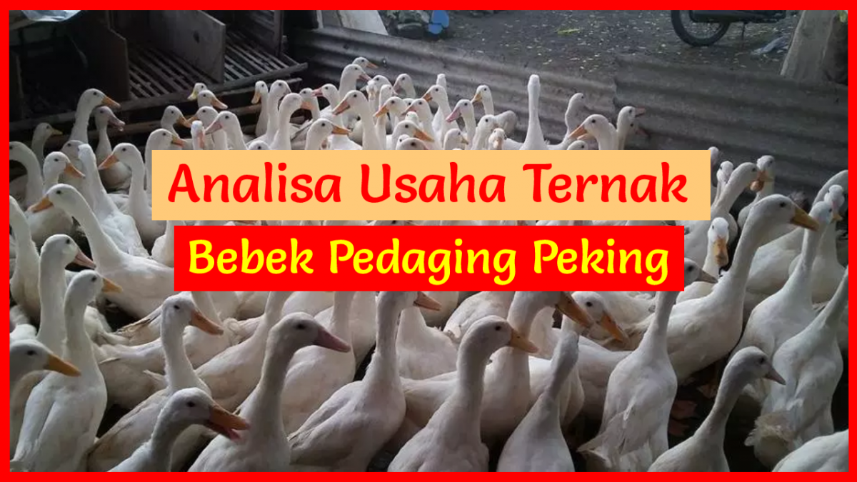 Analisa Usaha Ternak Bebek Pedaging Peking 500 Ekor - HOBI TERNAK