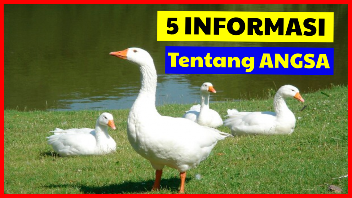 5 Informasi Menarik Mengenai Angsa Yang Belum Banyak Di Ketahui