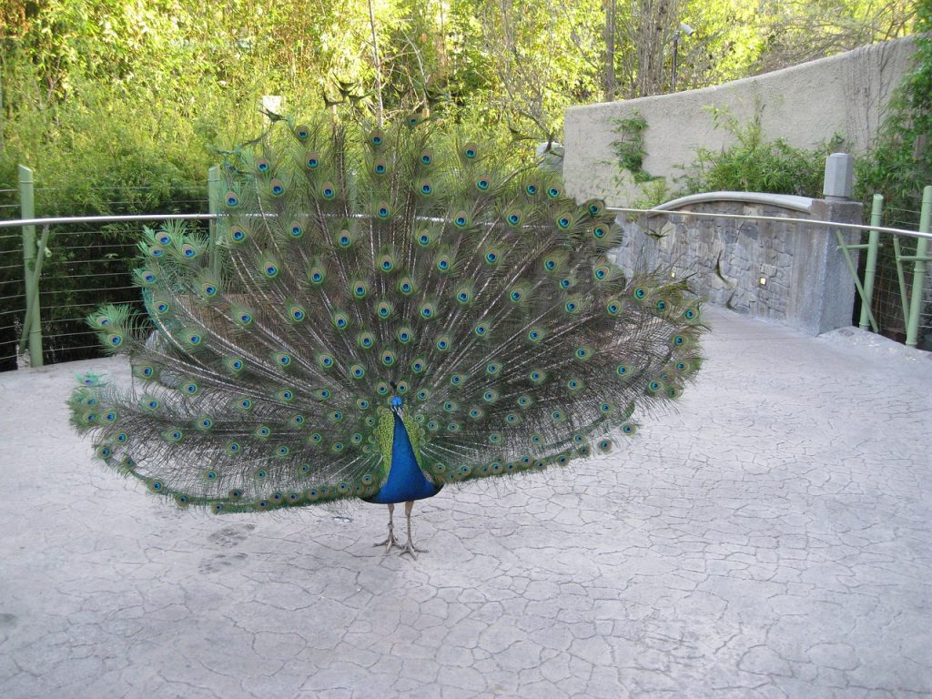 Galeri Foto Burung Merak Biru (Pavo Cristatus) Terbaru 2026