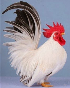 Lihat!, 8 Jenis Ayam Kate Si Ayam Mungil Dan Lucu