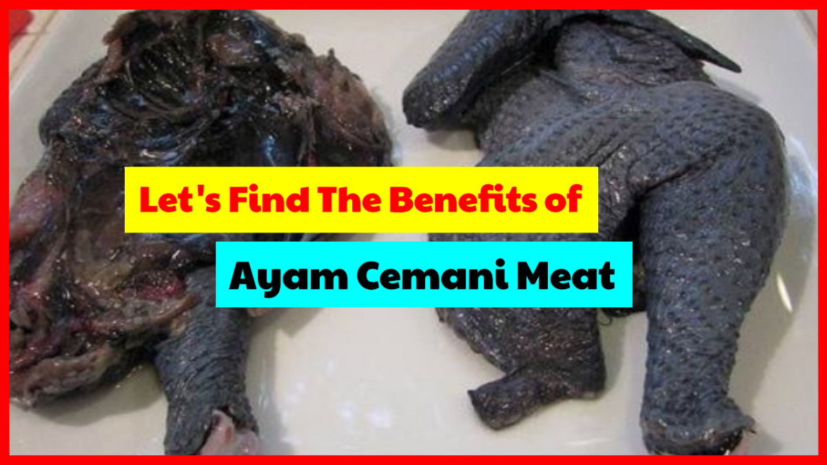 Fact About Ayam Cemani Chicken Eggs Color, Is It Really Black?