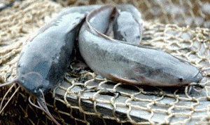 Anda Pembudidaya Lele?, Bisa Jadi Belum Tahu 8 Fakta Ikan Lele Ini