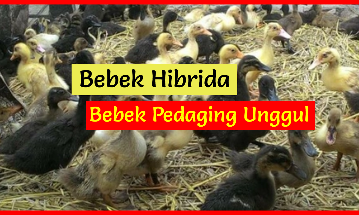 Index of /wp-content/uploads/2019/06/