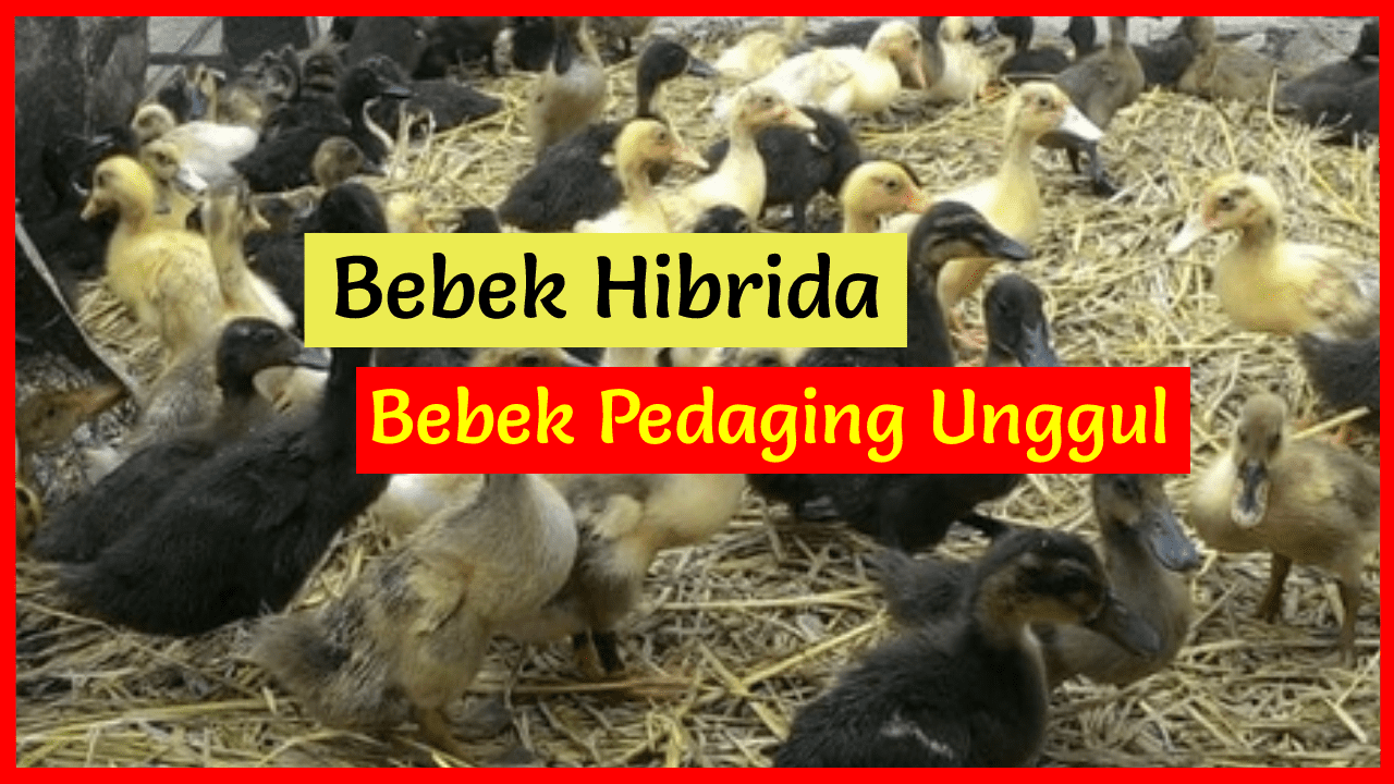 Bebek Hibrida, Bebek Pedaging Unggul Yang Cepat Panen