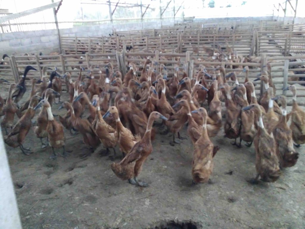 10 Jenis Bebek Pedaging Unggul Favorit Peternak