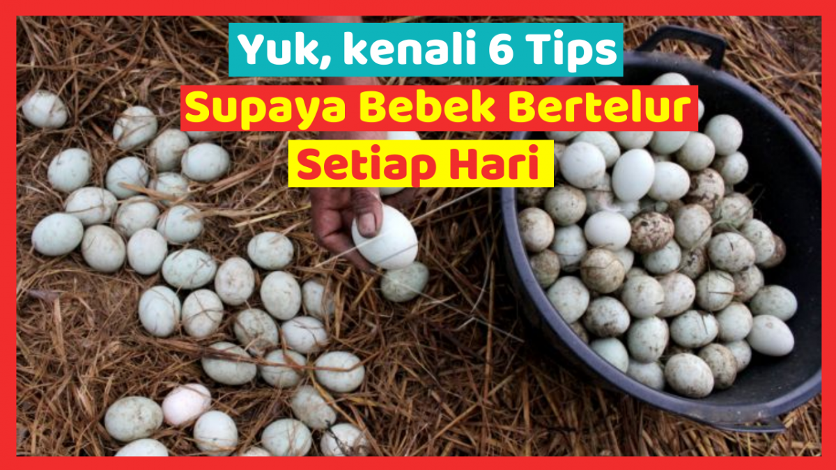Yuk Kenali 6 Tips Supaya Bebek Bertelur Setiap Hari