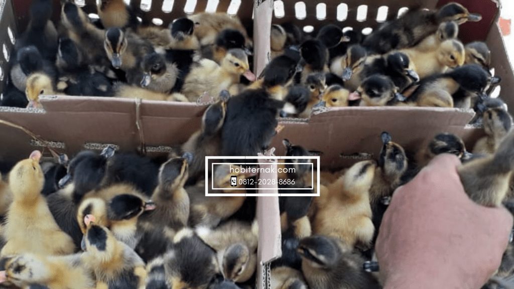 Mengenal Lebih Dekat Dengan Bebek Hibrida Super Jumbo