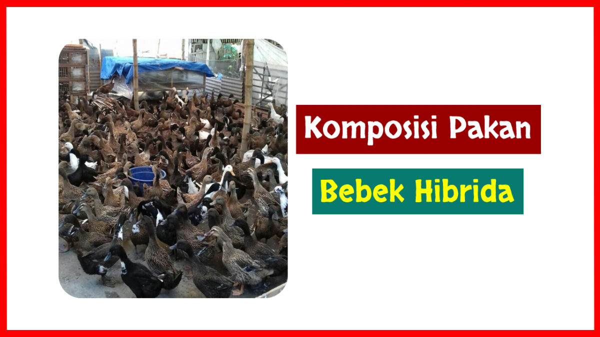 kandang bebek hibrida Archives - HOBI TERNAK
