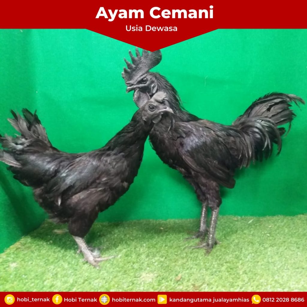 The Best Ways for Ayam Cemani Hatching Eggs Successfully