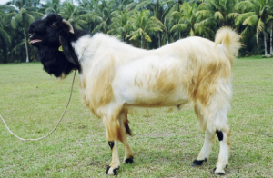 5 Jenis Kambing dan Domba yang Terkenal di Indonesia