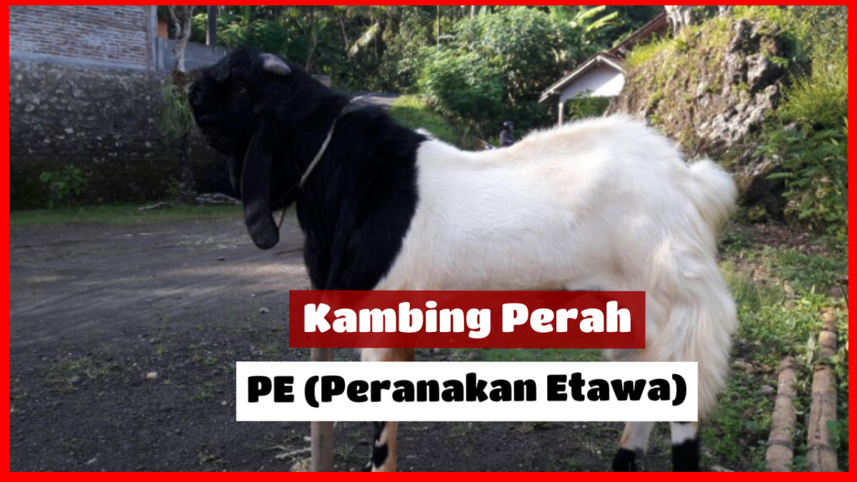 Usaha Peternakan Kambing Perah - Peranakan Etawa (PE)