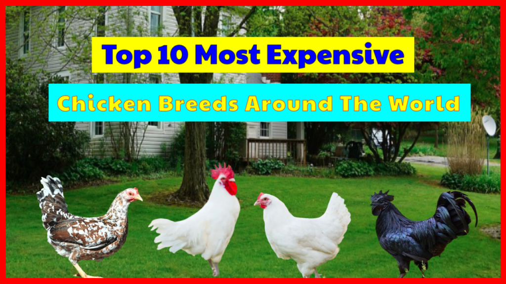 Top 10 Most Expensive Chicken Breeds, Guess What's In No. 1?!