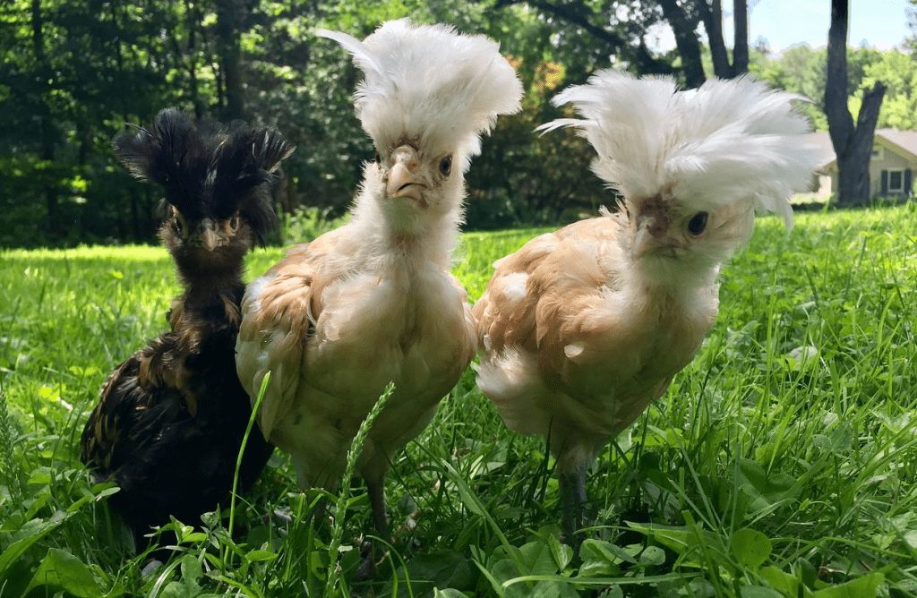 Polish Chicken Information: A Wonderful And Quirky Chicken Breed