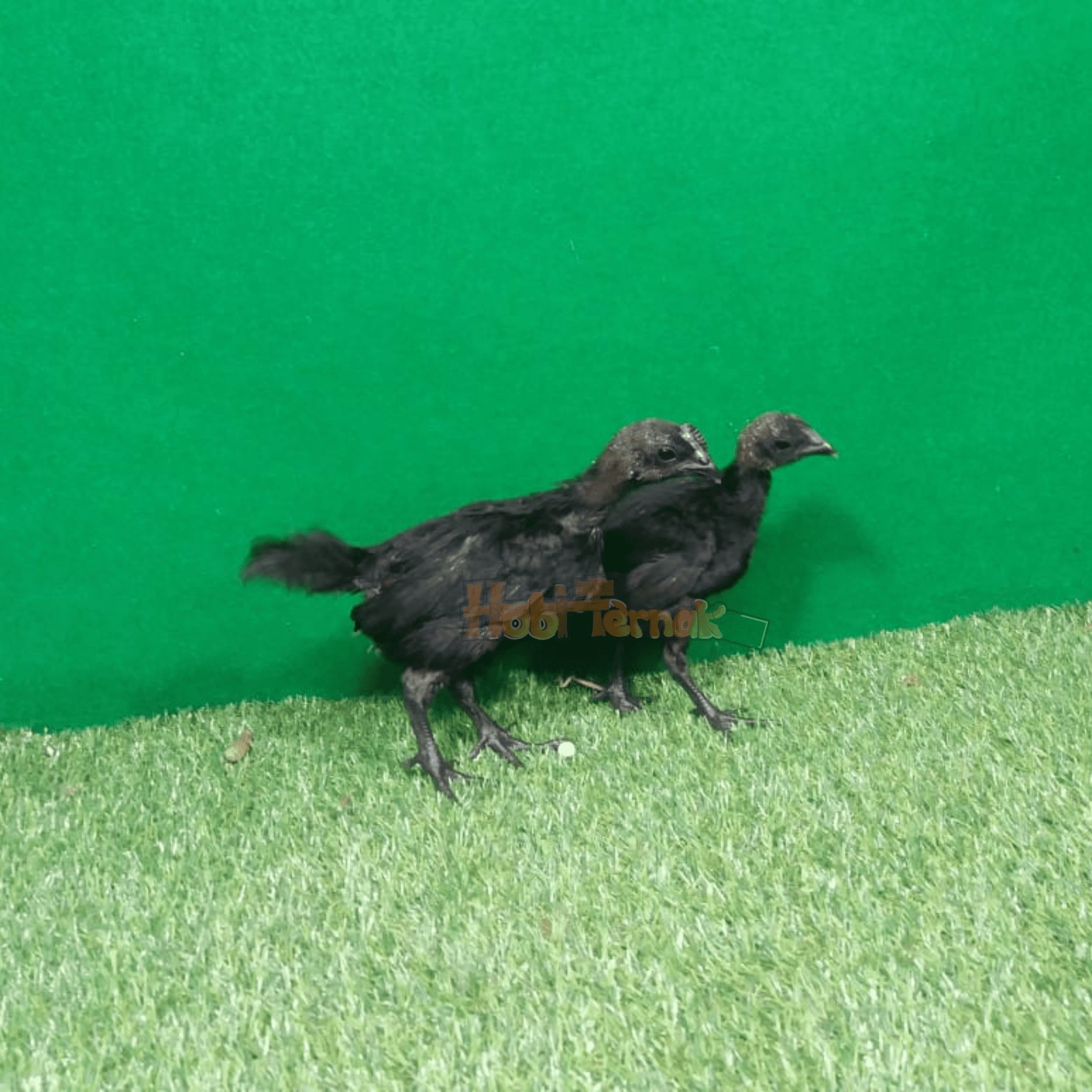 Galeri Foto Ayam Cemani Terbaru : Ayam Cemani Adalah Ayam