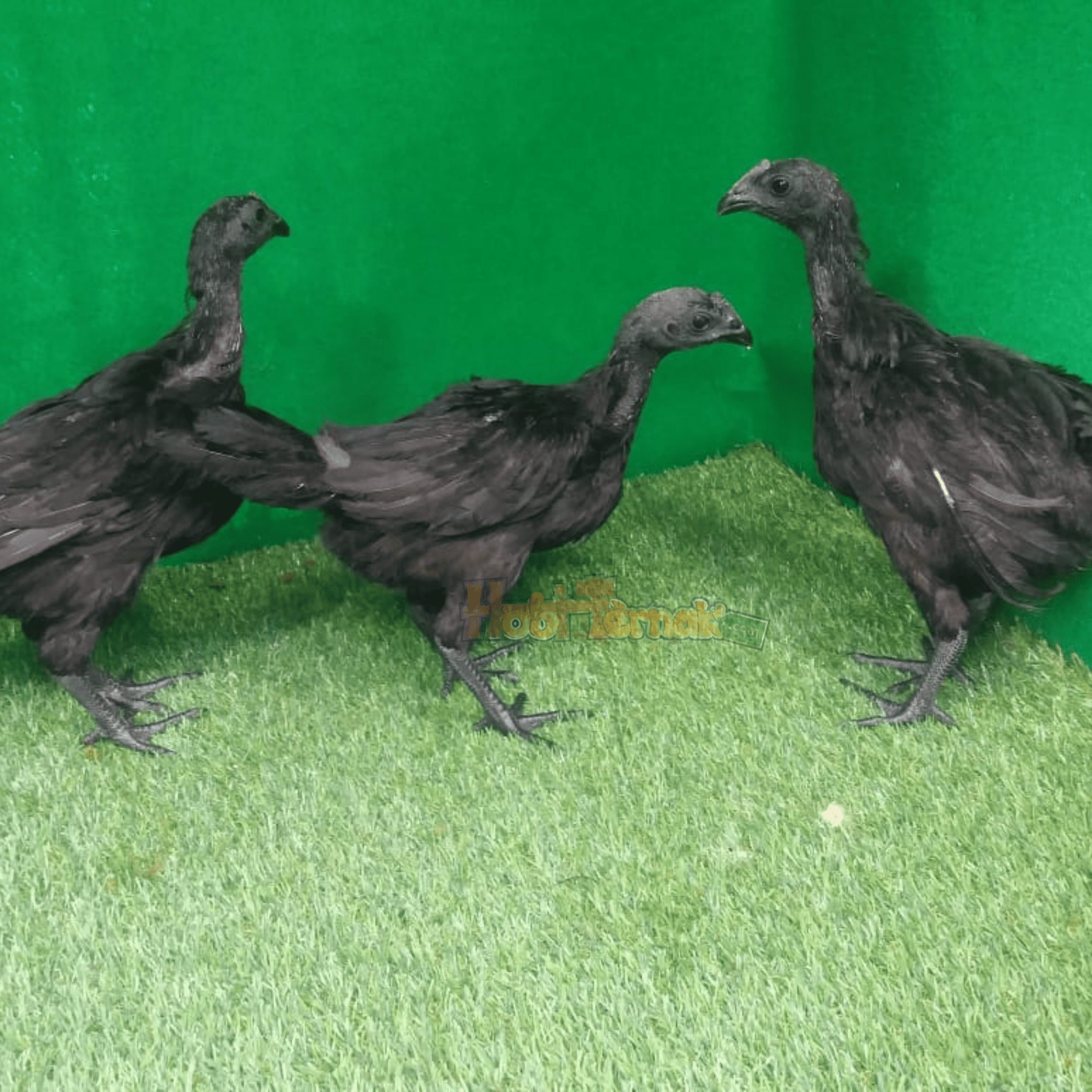 Galeri Foto Ayam Cemani Terbaru : Ayam Cemani Adalah Ayam
