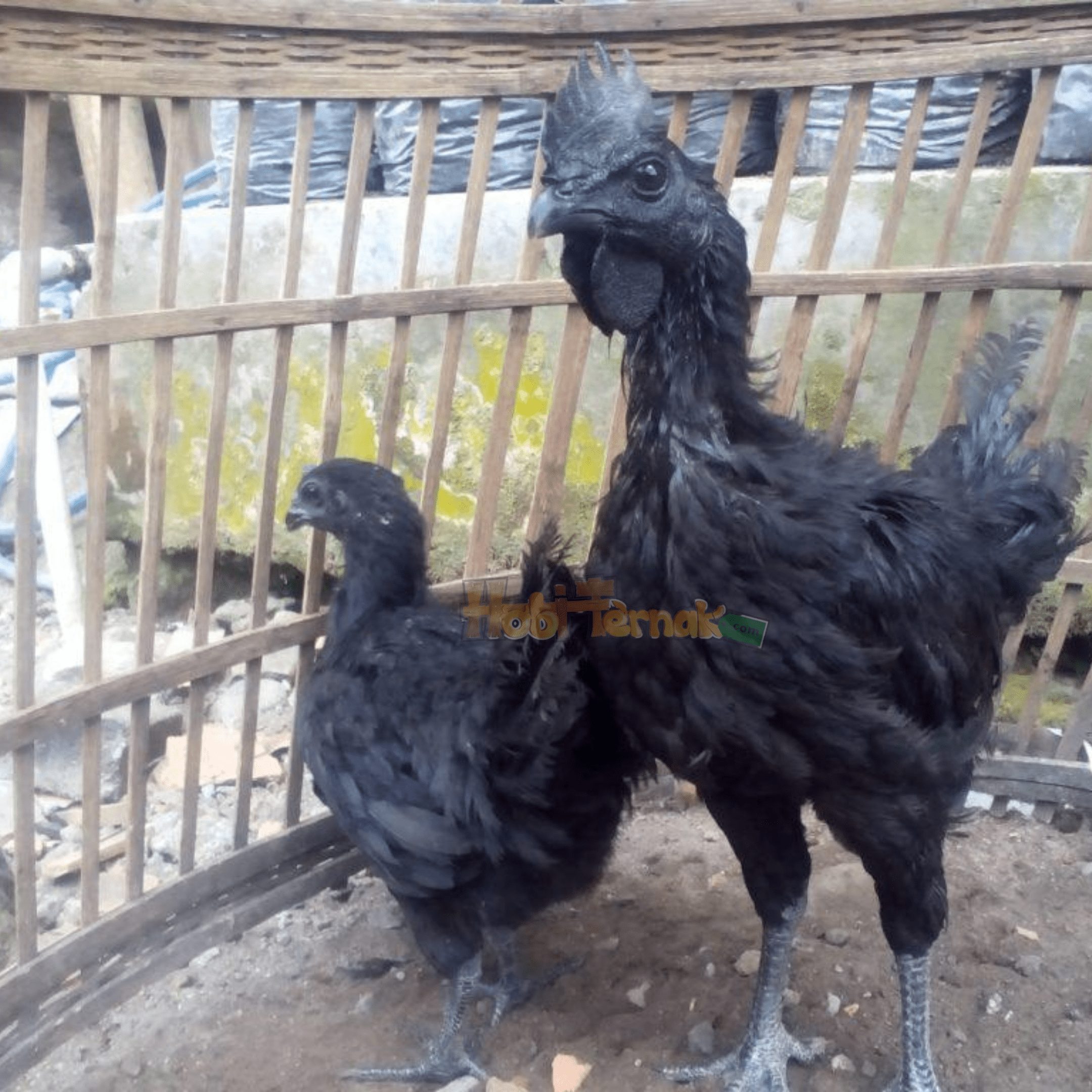 Galeri Foto Ayam Cemani Terbaru : Ayam Cemani Adalah Ayam