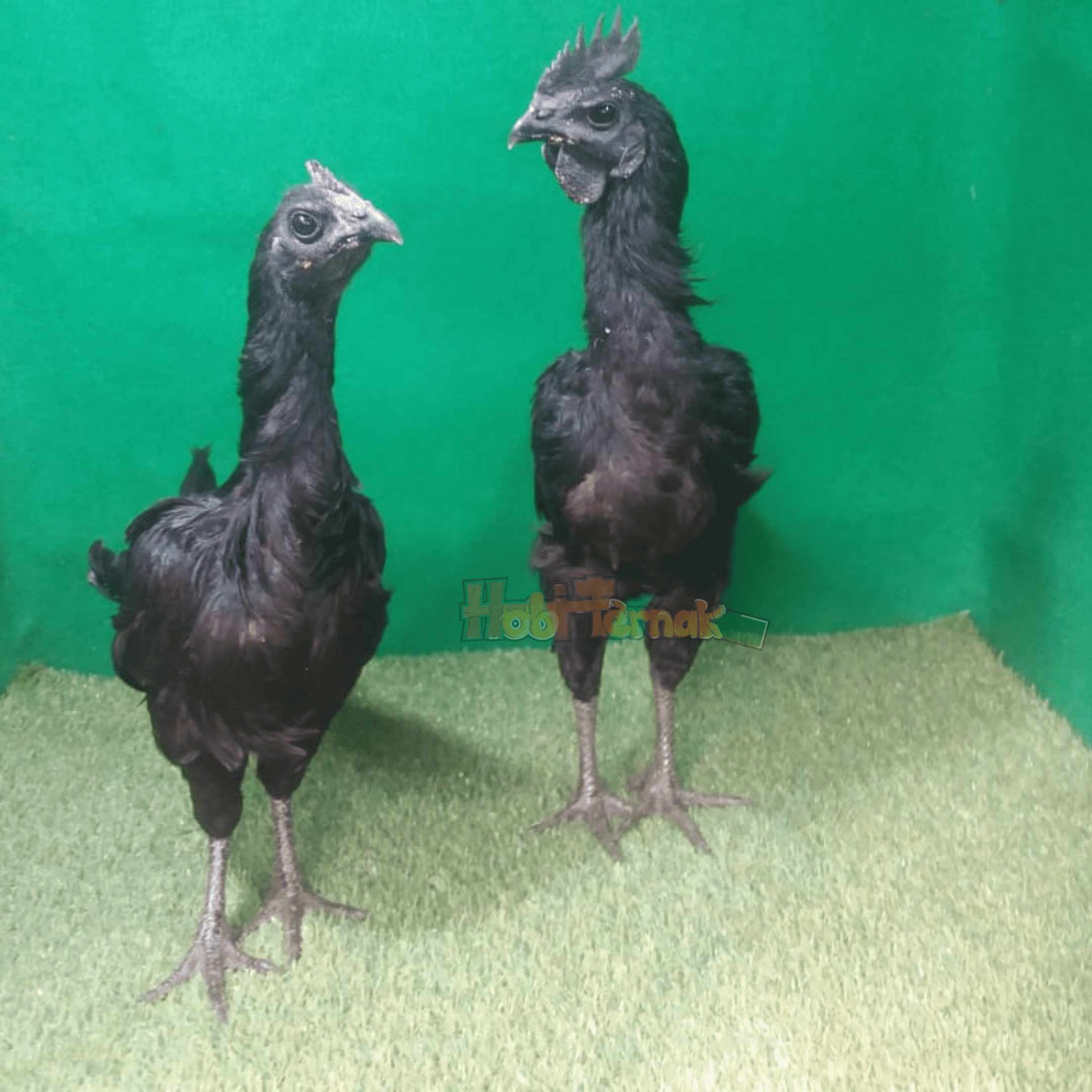 Galeri Foto Ayam Cemani Terbaru : Ayam Cemani Adalah Ayam