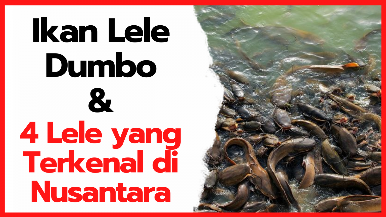 Morfologi Ikan Lele? Kita Intip Yuk Beserta Anatominya