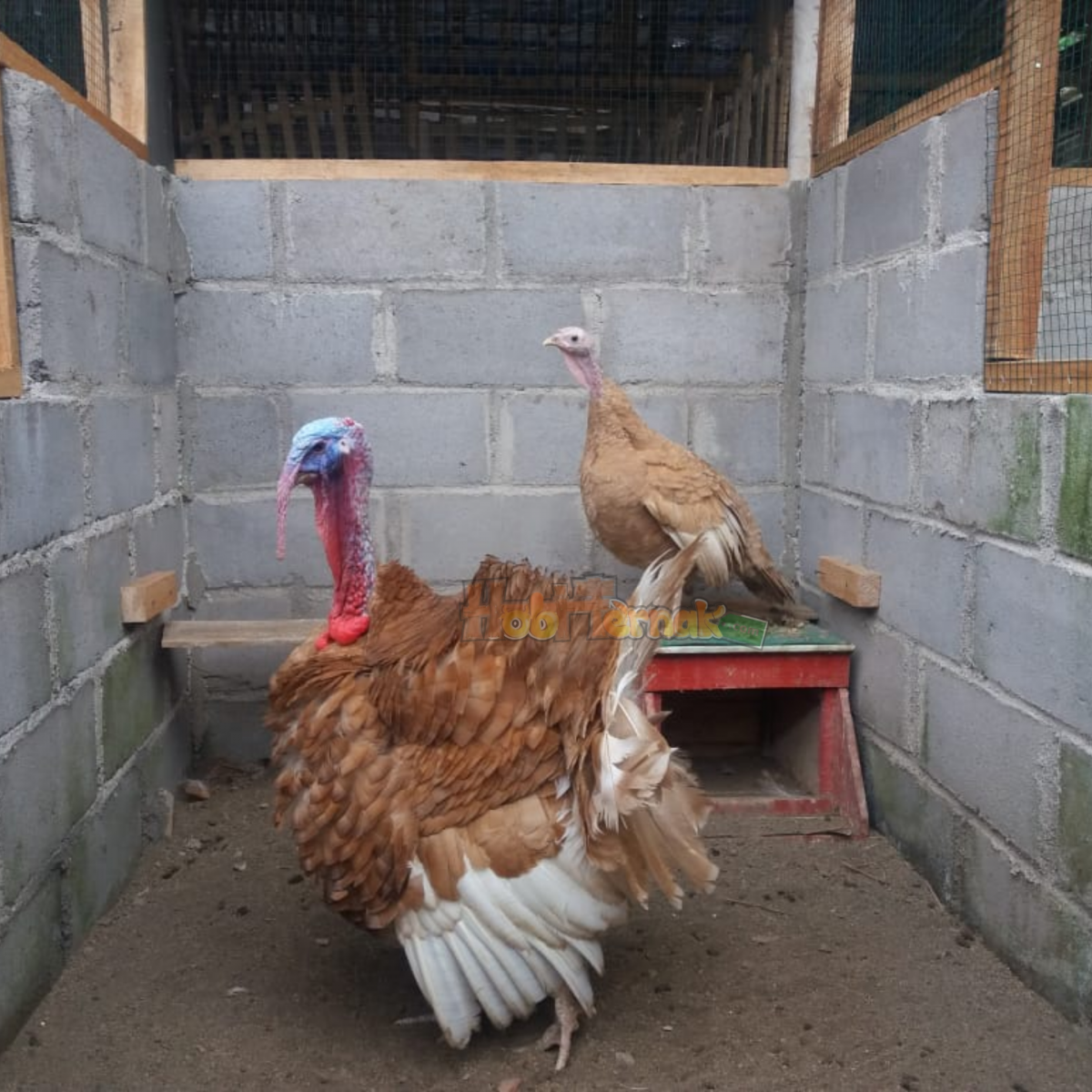 Makanan Ayam Kalkun Berkualitas dan Tepat Berdasarkan Usia