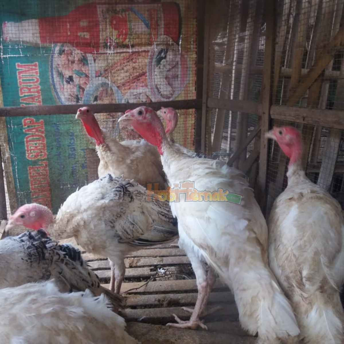 Galeri Foto Kalkun Putih Terbaru - HOBI TERNAK