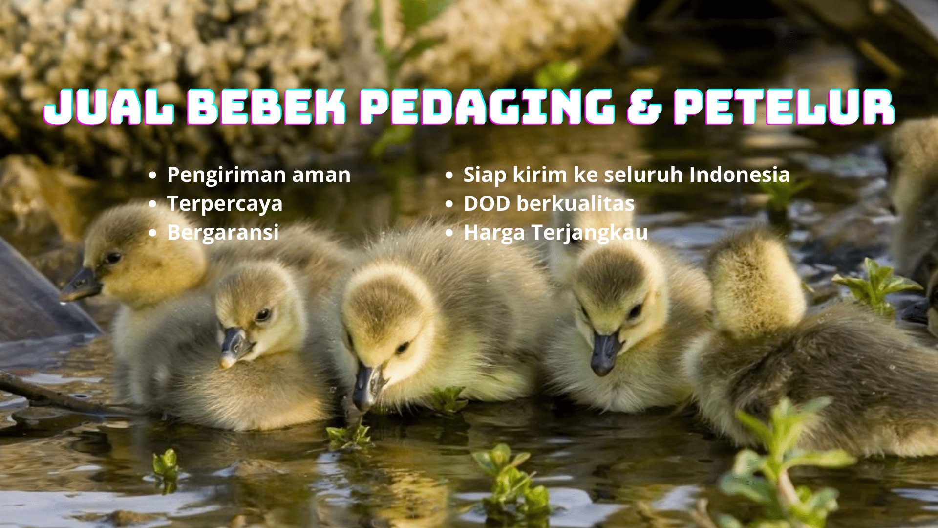 #Bebek Pedaging & Petelur - HOBI TERNAK