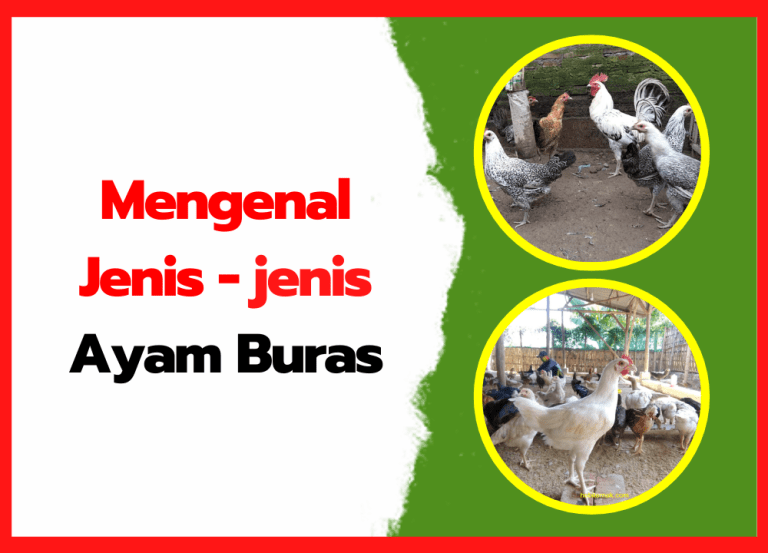 Mengenal Jenis - jenis Ayam Buras