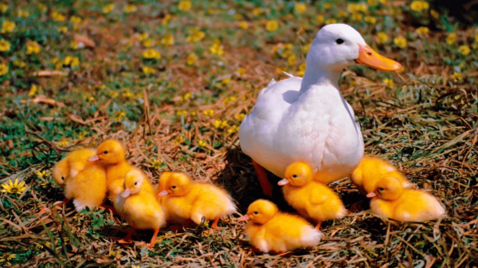 #Bebek Pedaging & Petelur - HOBI TERNAK