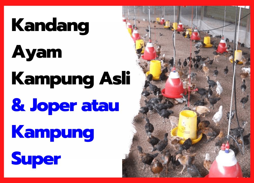Cara Mudah Membuat Kandang Ayam Kampung Skala Rumahan | Cocok Untuk Ayam Kampung Asli, Ayam ...
