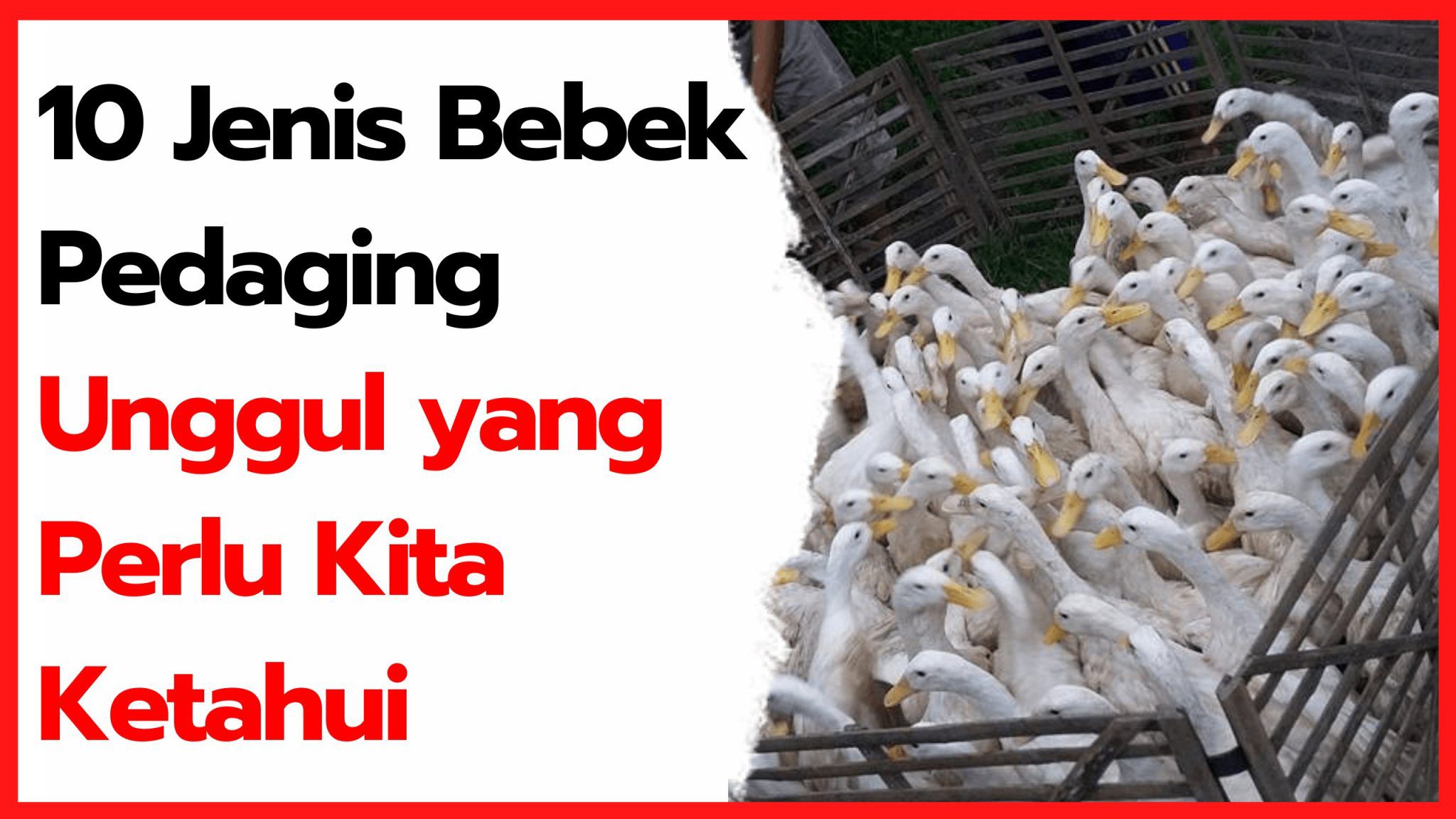 10 Jenis Bebek Pedaging Unggul Favorit Peternak