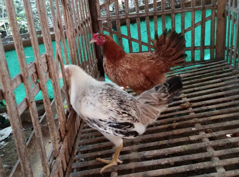 4 Jenis Ayam Kampung Petelur Terkenal di Indonesia
