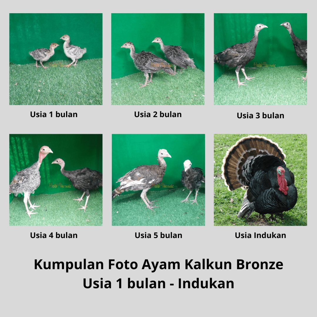 Ternyata Harga Ayam Kalkun Bronze Murah! Cek Daftar Harga Terbaru ...