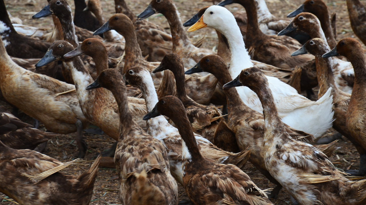 Apa Bedanya Bebek Petelur dan Pedaging? Simak Fakta Menarik di Balik ...