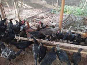 Ternak Ayam KUB Part 1 : Mengungkap Asal Usul Ayam KUB - HOBI TERNAK