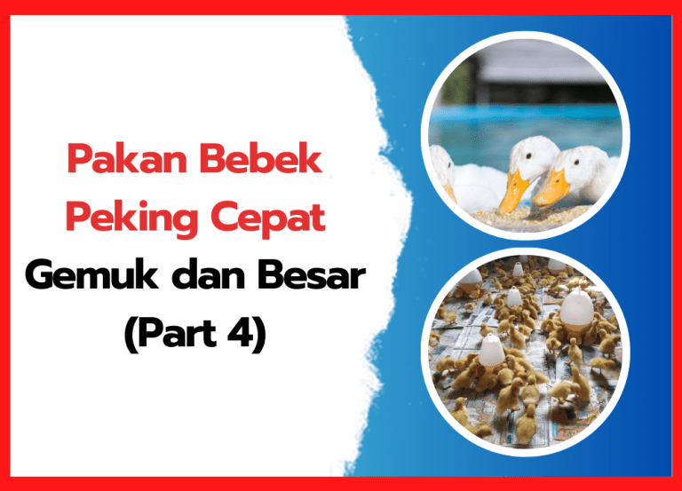 Pakan Bebek Peking Cepat Gemuk dan Besar (Part 4) - HOBI TERNAK
