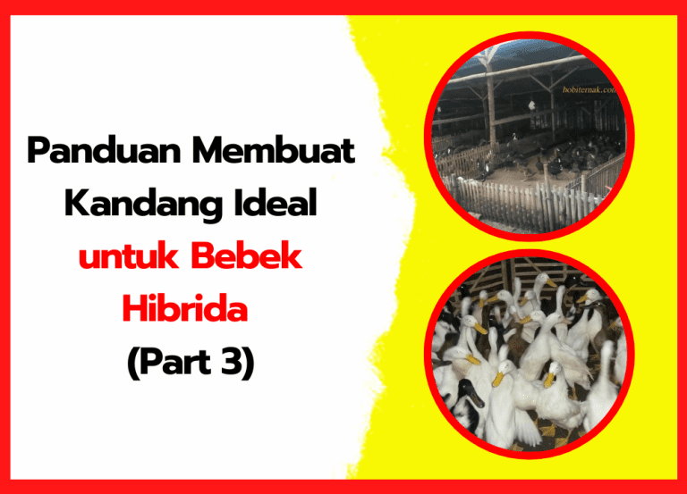 Panduan Membuat Kandang Ideal untuk Bebek Hibrida (Part 3) - HOBI TERNAK