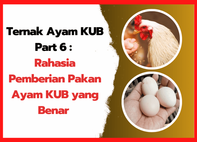 Ternak KUB Part 6 : Rahasia Pemberian Pakan Ayam KUB
