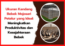 Ukuran Kandang Bebek Mojosari Petelur yang Ideal: Meningkatkan Produktivitas dan Kesejahteraan ...
