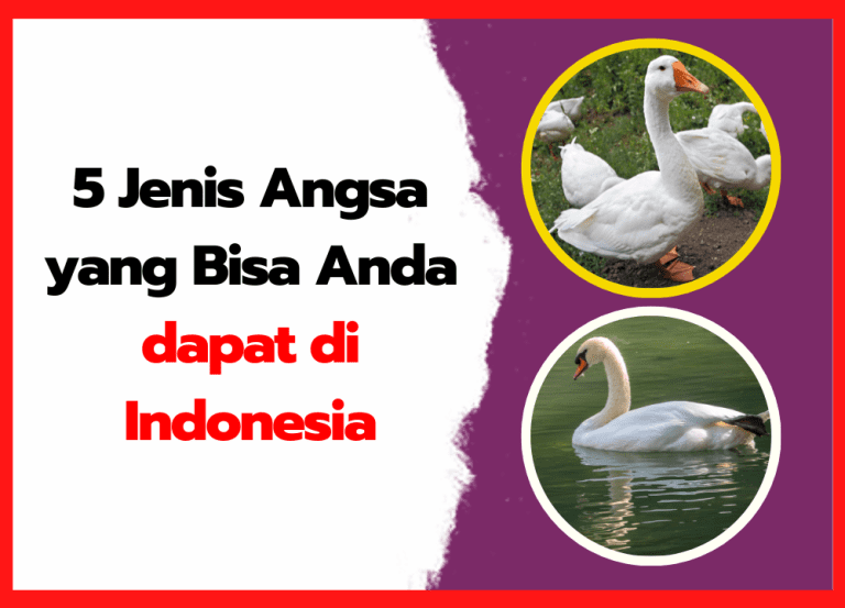 Mengenal Jenis-jenis Angsa yang Terdapat di Indonesia
