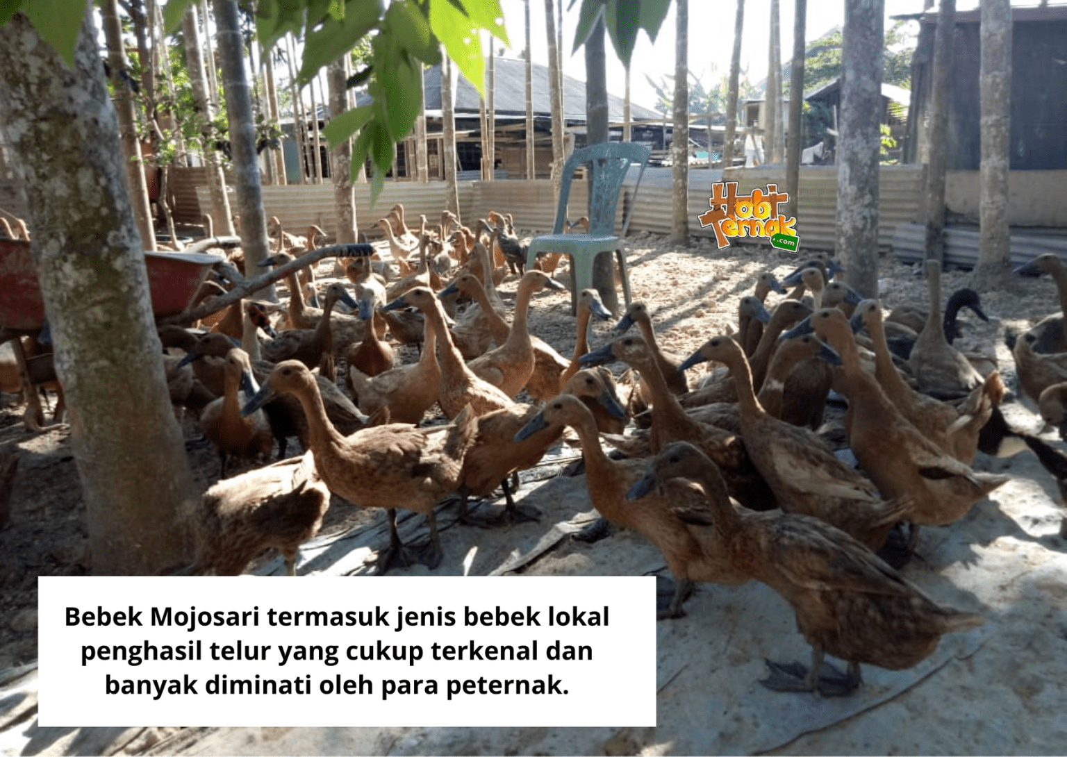 Mengenal Bebek mojosari Petelur Unggul dari Jawa Timur