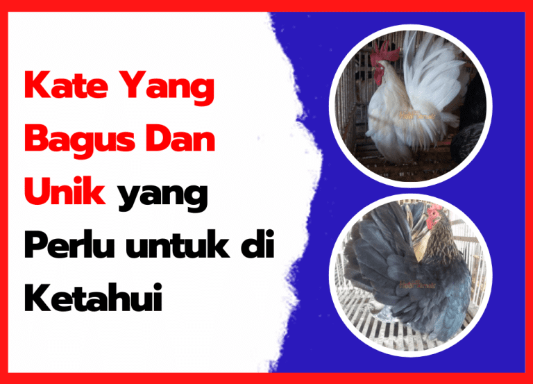 Kate Yang Bagus Dan Unik yang Perlu untuk di Ketahui